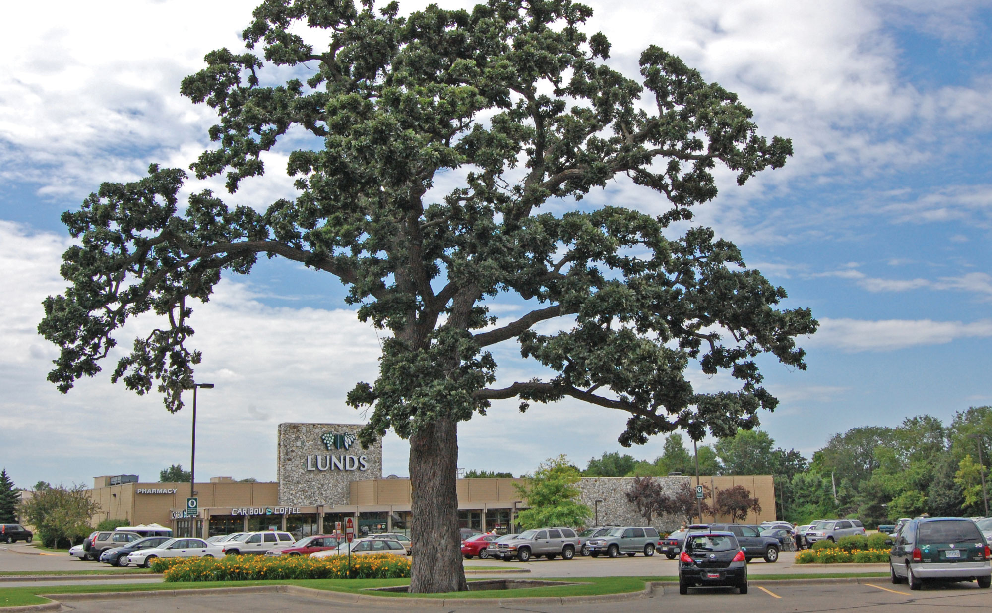 Arborist Use of TGRs | The Growth Solutions Method